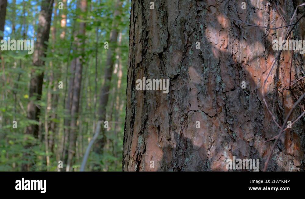 Touching a tree Stock Videos & Footage - HD and 4K Video Clips - Alamy