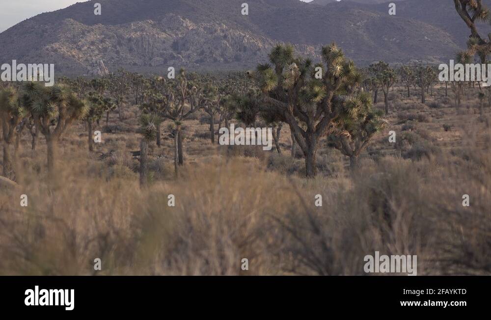 Field of Joshua Trees with mountains in background 4k Stock Video ...