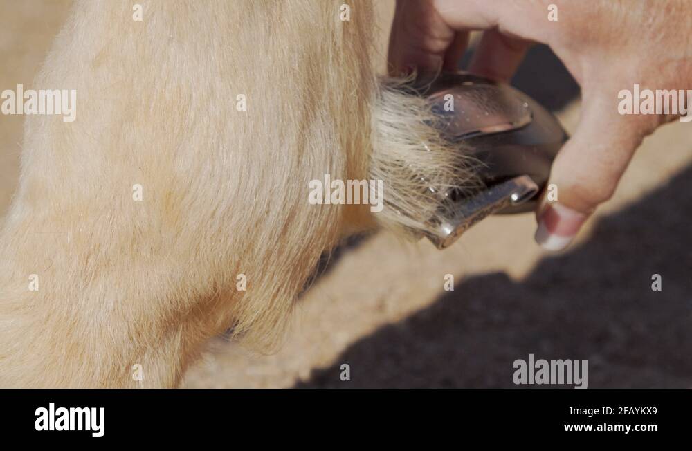 Horse's leg Stock Videos & Footage - HD and 4K Video Clips - Alamy