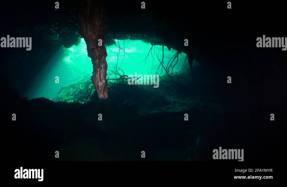 Tree roots in cave underwater cave Yucatan Mexico cenotes Stock Video ...