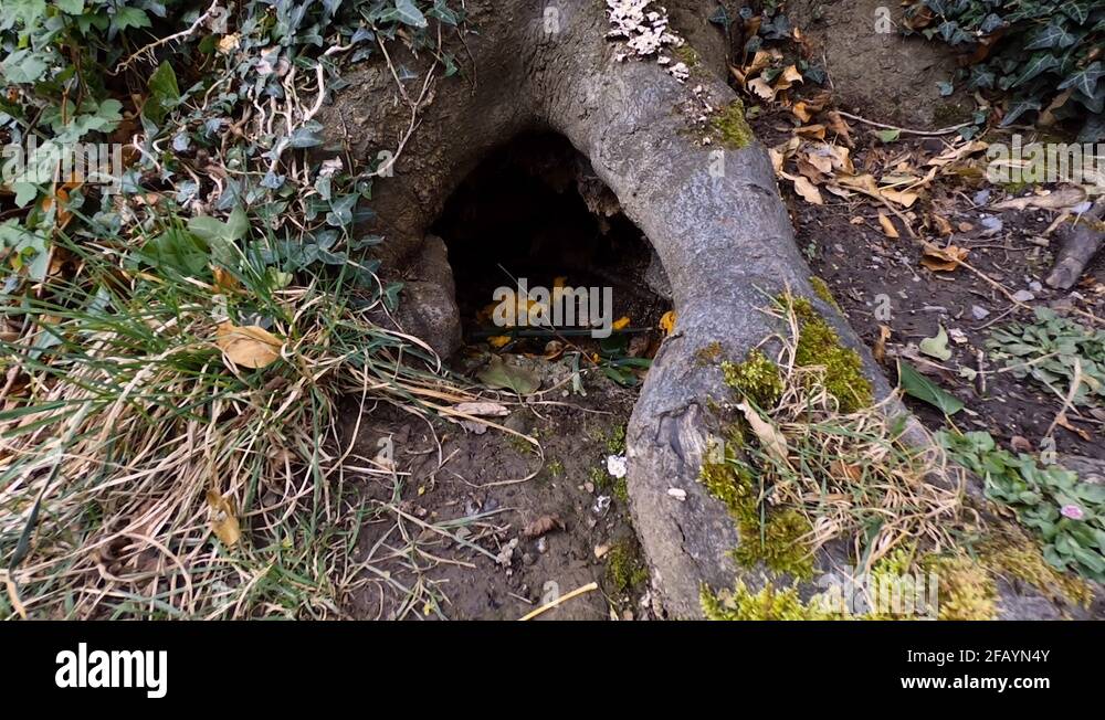 Tree den Stock Videos & Footage - HD and 4K Video Clips - Alamy