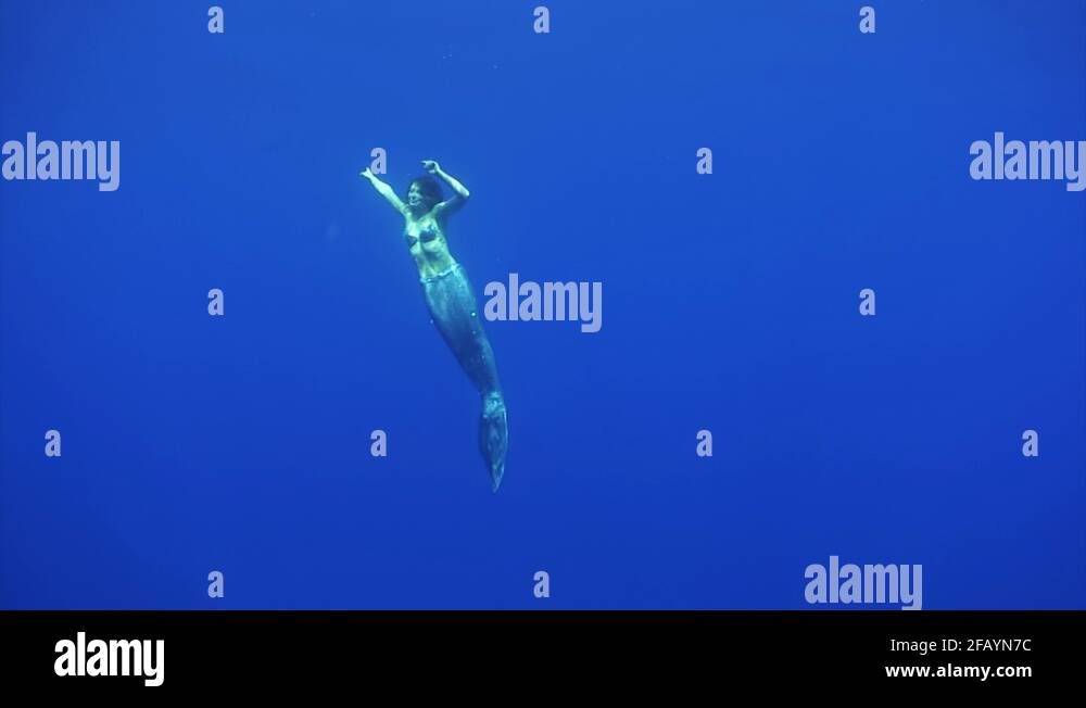 Marlin fish Stock Videos & Footage - HD and 4K Video Clips - Alamy