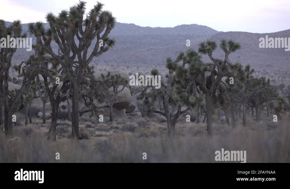 Quiet field area with Joshua Trees growing in nature 4k Stock Video ...