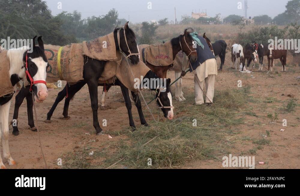Camel horse fair Stock Videos & Footage - HD and 4K Video Clips - Alamy