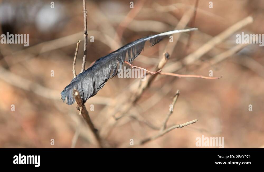 Feather crown Stock Videos & Footage - HD and 4K Video Clips - Alamy