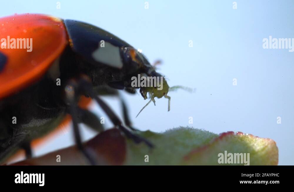Ladybird eating aphids Stock Videos & Footage - HD and 4K Video Clips ...