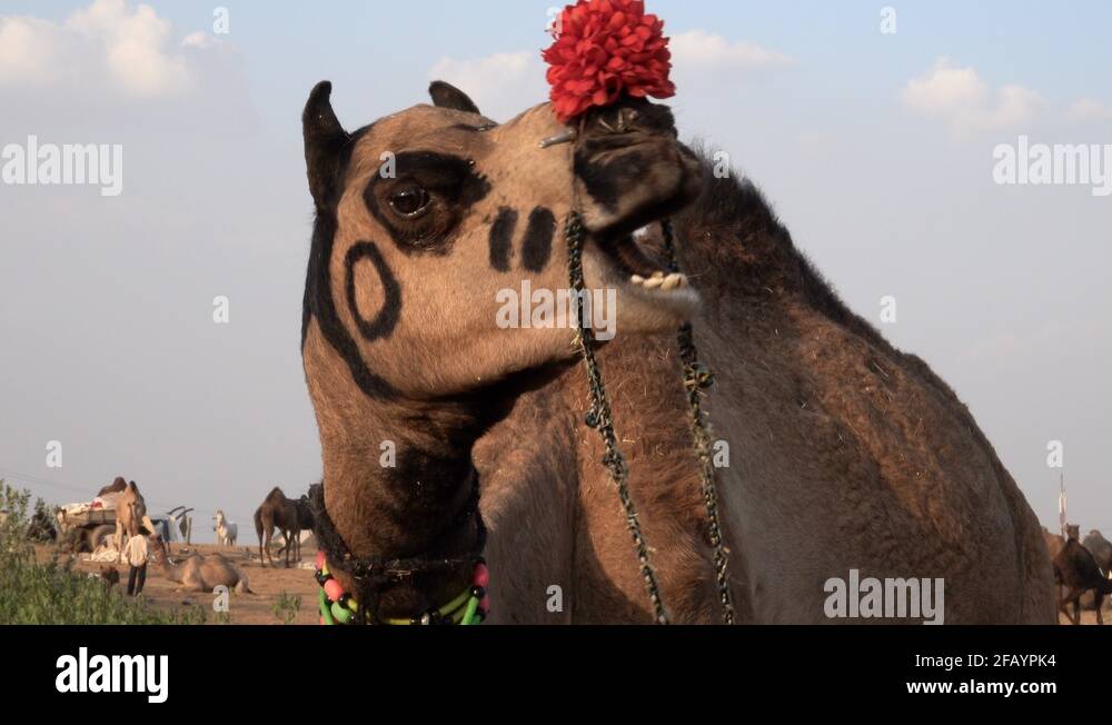 Camel face portrait Stock Videos & Footage - HD and 4K Video Clips - Alamy