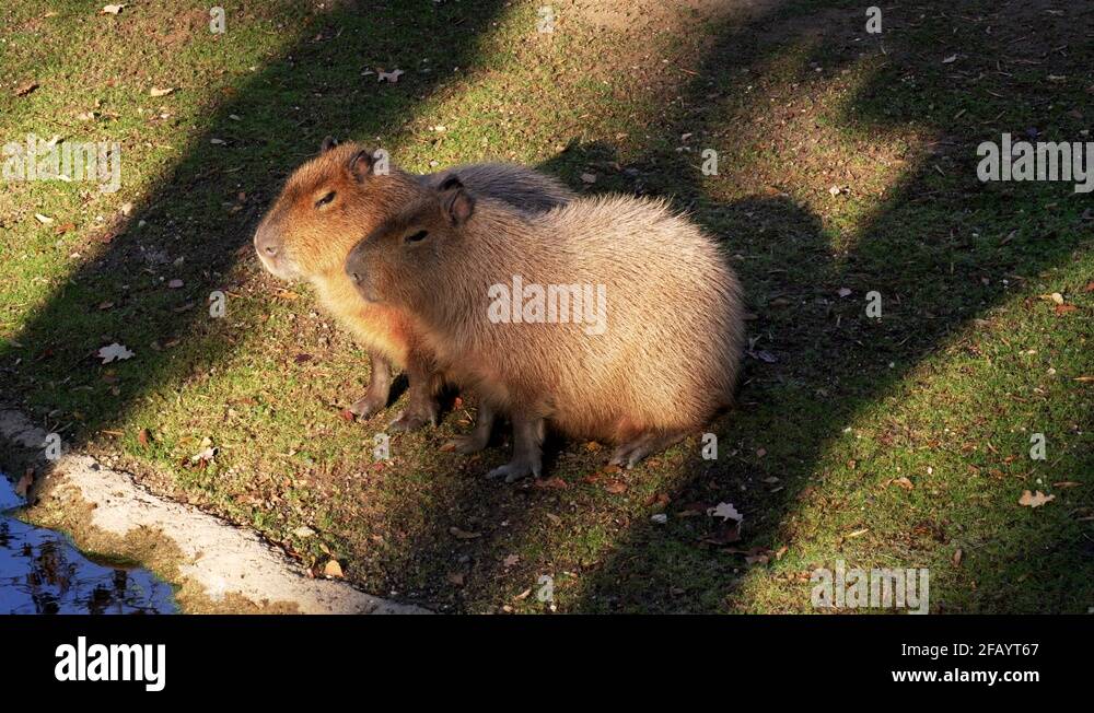 Rodents in nature Stock Videos & Footage - HD and 4K Video Clips - Alamy