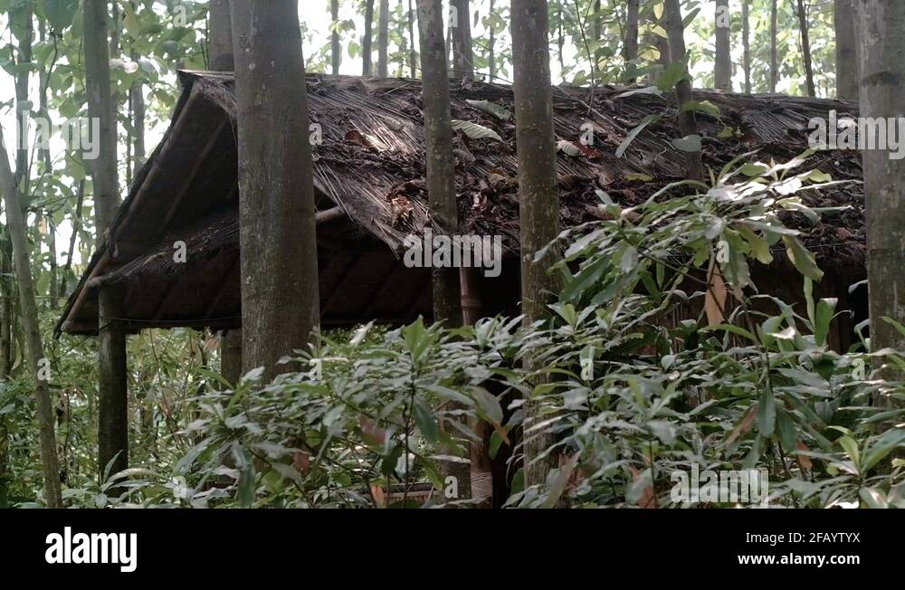 Shelter in jungle Stock Videos & Footage - HD and 4K Video Clips - Alamy