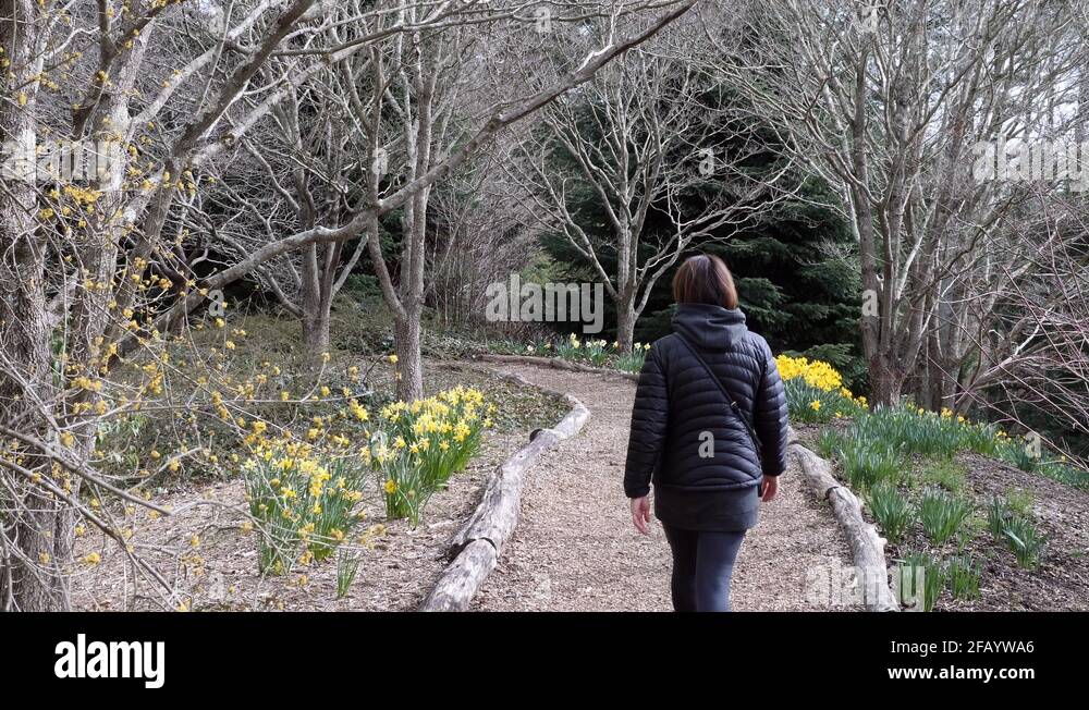 Spring walk...woman walks down trail with spring flowers in bloom Stock ...