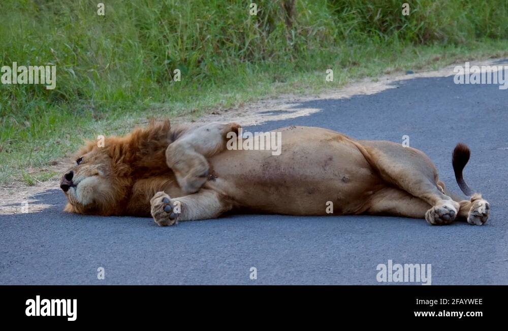 Fat male lion lying on tar road, paw rubs full tummy to chase pesky ...
