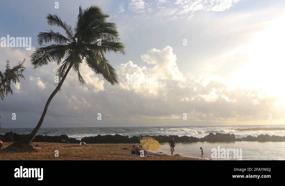 Silver beach tree Stock Videos & Footage - HD and 4K Video Clips - Alamy