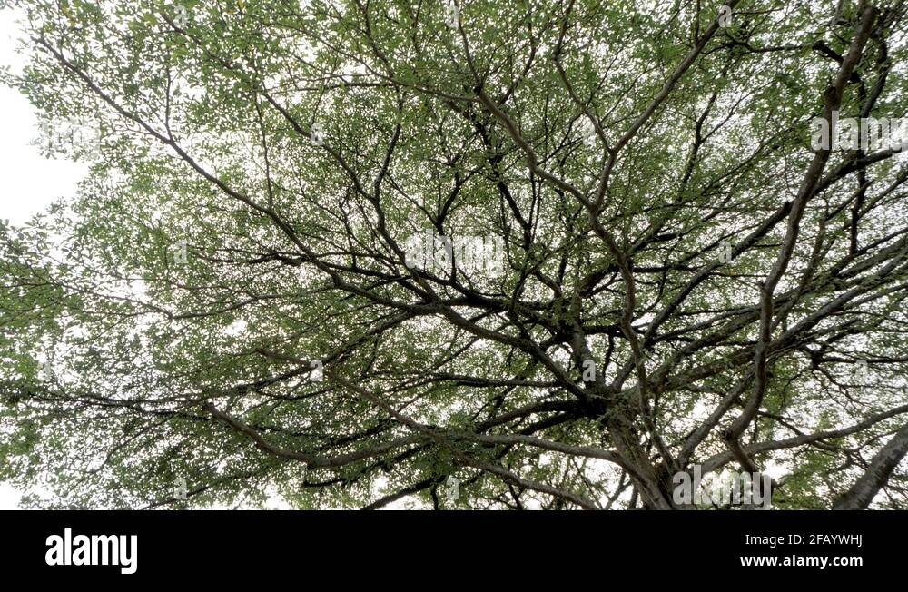 Singapore tree canopy Stock Videos & Footage - HD and 4K Video Clips ...