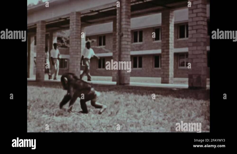 Tropical medicine Stock Videos & Footage - HD and 4K Video Clips - Alamy