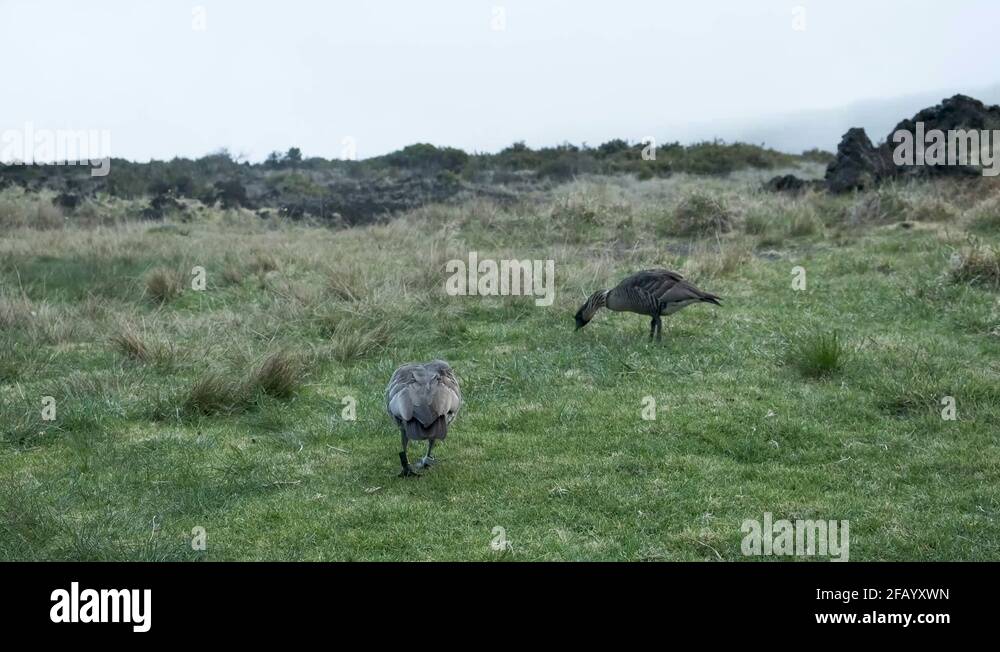 Wild, endangered Nene Hawaiian geese walk and eat in the grasslands of ...