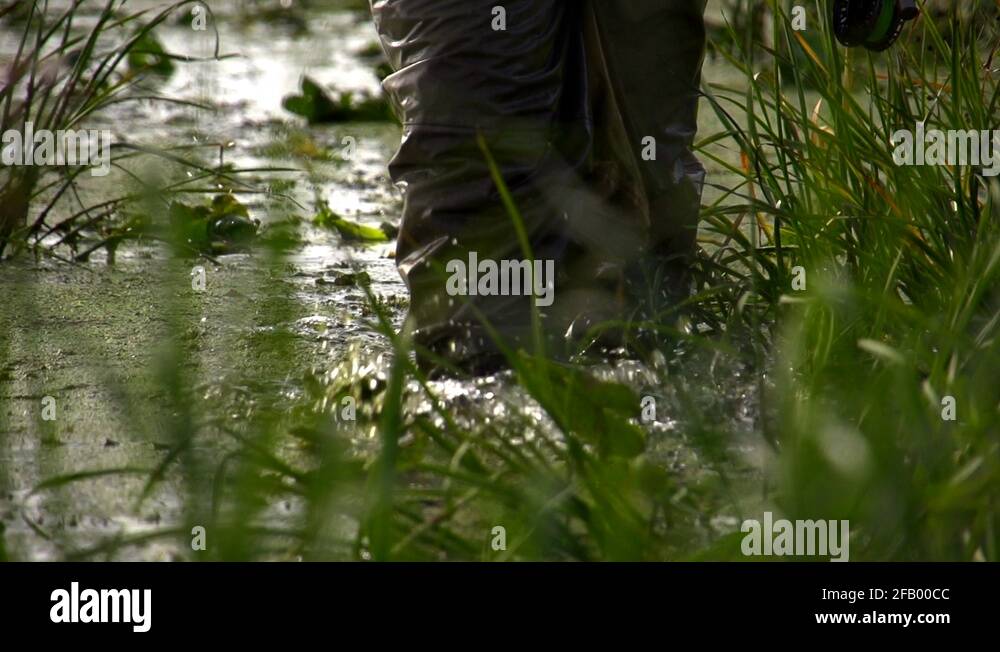 Waders in water Stock Videos & Footage - HD and 4K Video Clips - Alamy