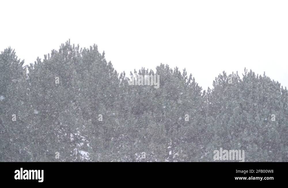 Snow trees canada Stock Videos & Footage - HD and 4K Video Clips - Alamy