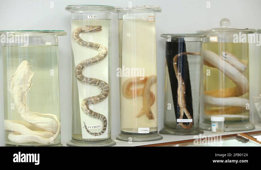 Laboratory snake Stock Videos & Footage - HD and 4K Video Clips - Alamy