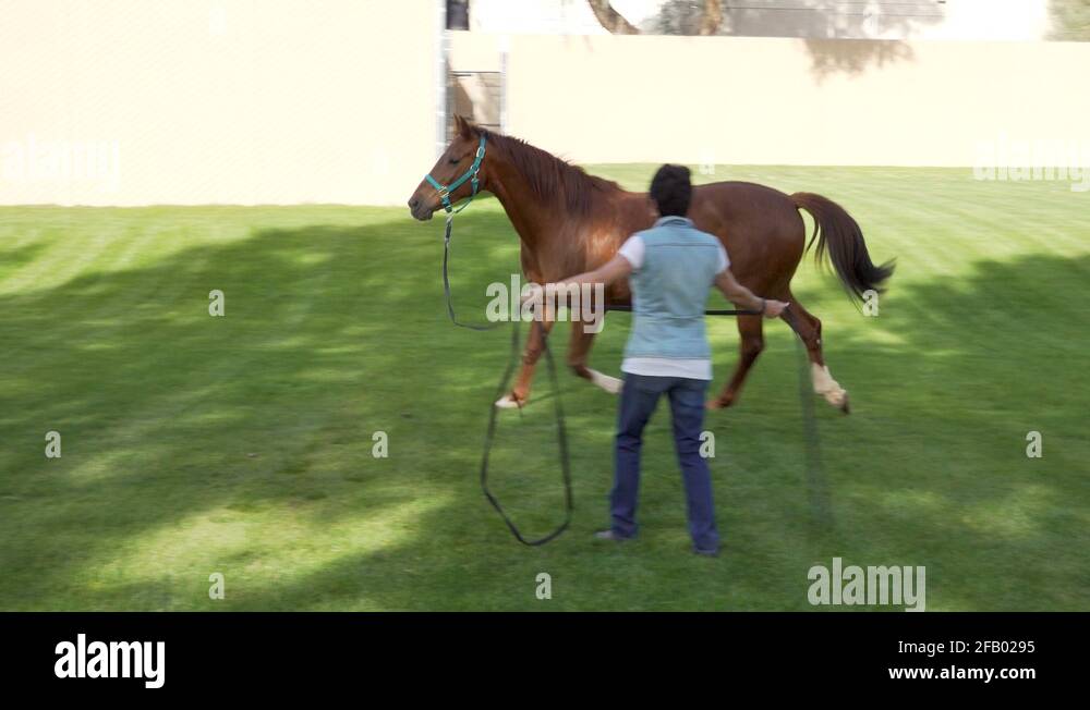 Warm up arena horse Stock Videos & Footage - HD and 4K Video Clips - Alamy