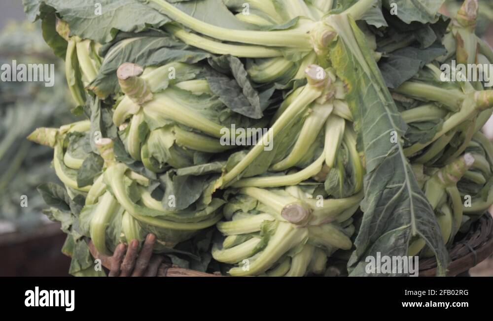 Cabbage head man Stock Videos & Footage - HD and 4K Video Clips - Alamy