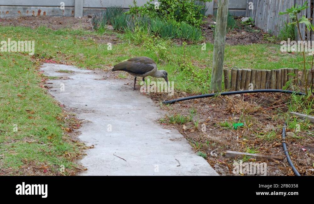 Forage for insects Stock Videos & Footage - HD and 4K Video Clips - Alamy