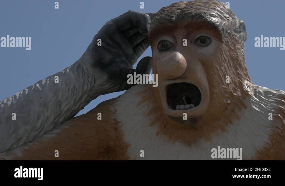 Close up nose proboscis monkey Stock Videos & Footage - HD and 4K Video ...