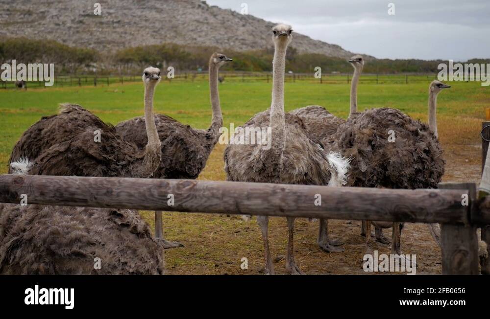 Ostriches have their feathers ruffled in high winds at Cape Point, Cape ...