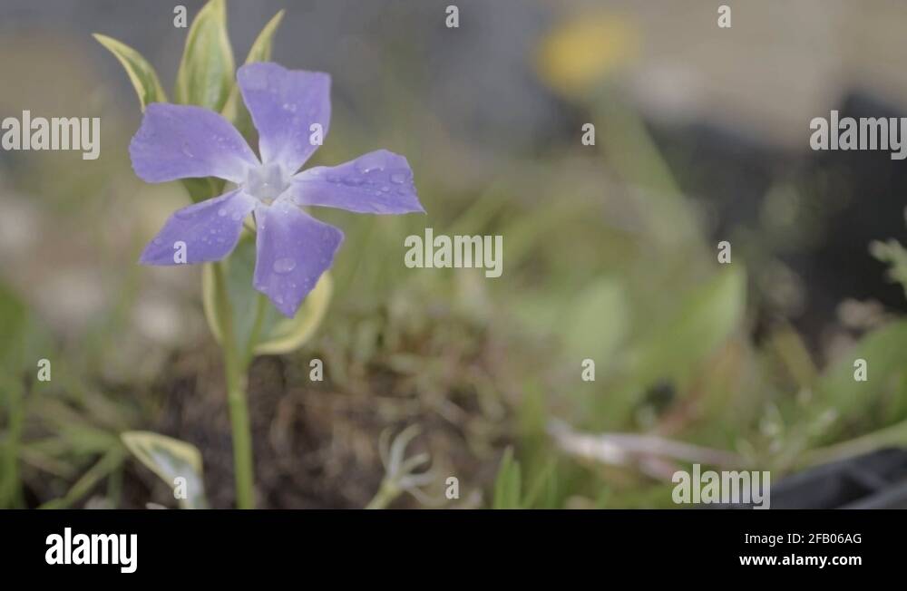 Purple ivy Stock Videos & Footage - HD and 4K Video Clips - Alamy