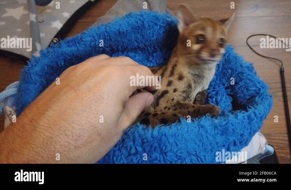 Genetta cat Stock Videos & Footage - HD and 4K Video Clips - Alamy