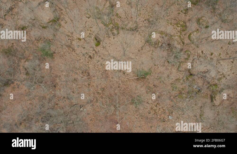 Barren trees in fall Stock Videos & Footage - HD and 4K Video Clips - Alamy