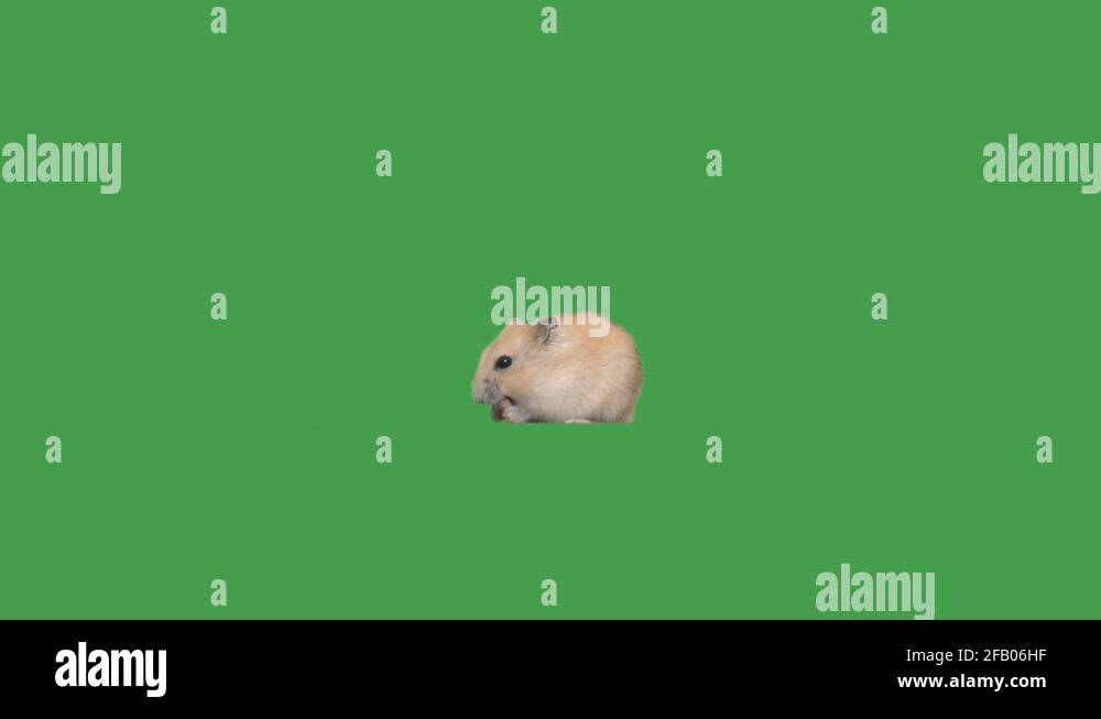 hamster eating on a green screen Stock Video Footage - Alamy