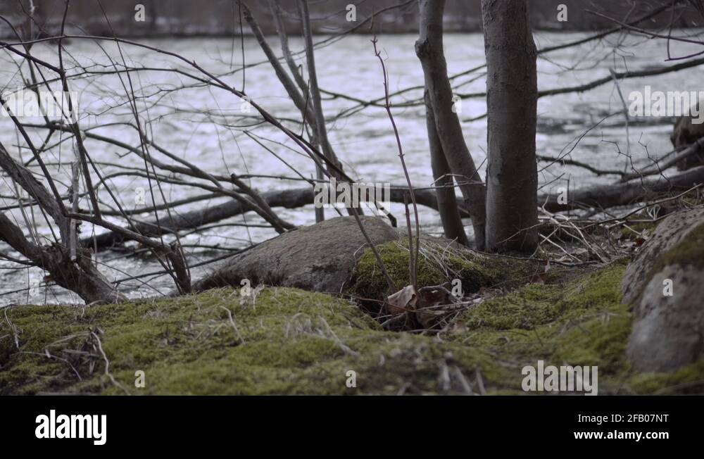 Cold moss Stock Videos & Footage - HD and 4K Video Clips - Alamy