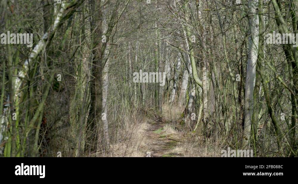 Tree thicket Stock Videos & Footage - HD and 4K Video Clips - Alamy