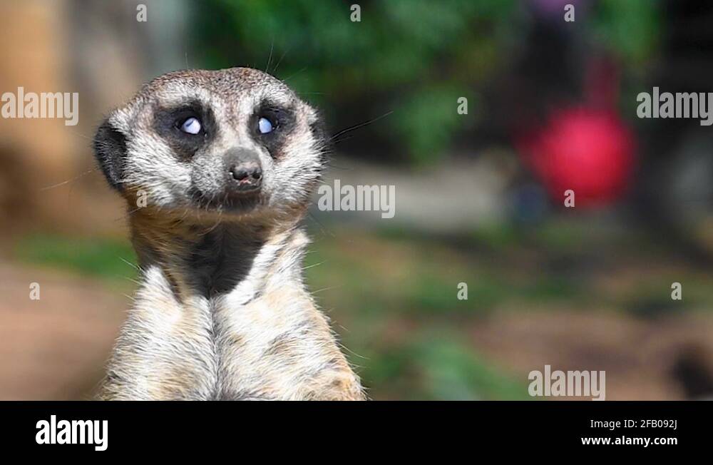 Southern african meerkat Stock Videos & Footage - HD and 4K Video Clips ...