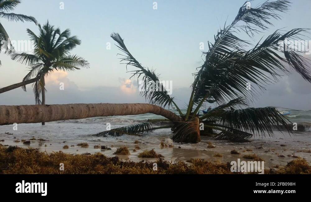 Beach palm tree storm Stock Videos & Footage - HD and 4K Video Clips ...