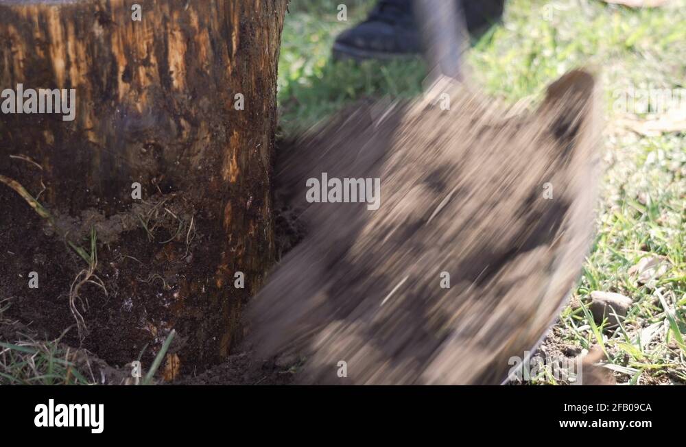 Stump seat Stock Videos & Footage - HD and 4K Video Clips - Alamy