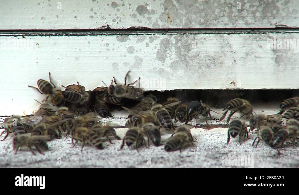 White house bee hive Stock Videos & Footage - HD and 4K Video Clips - Alamy