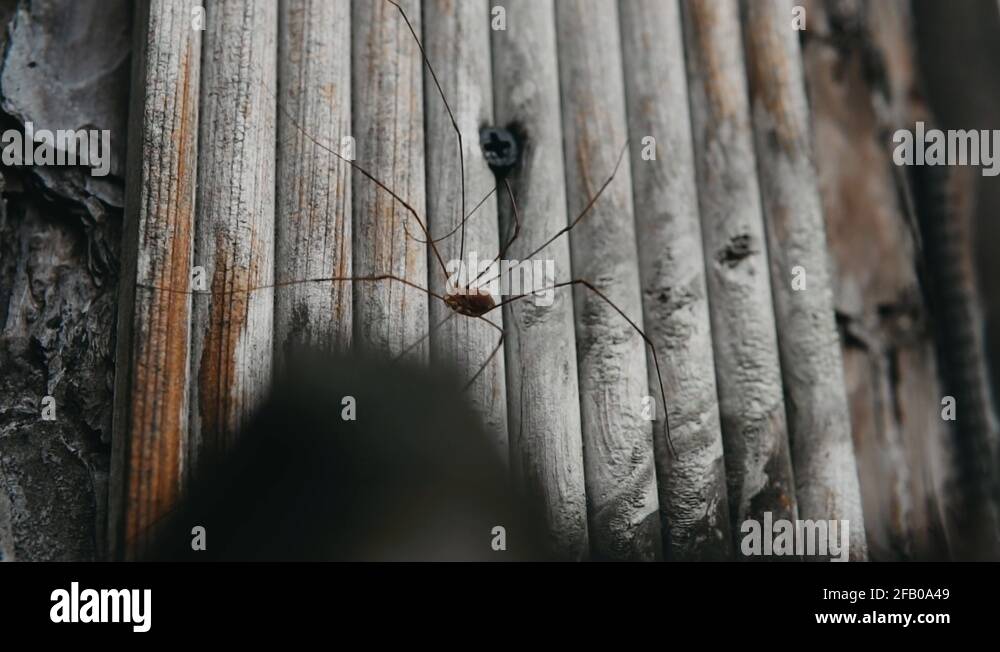 Spider tree Stock Videos & Footage - HD and 4K Video Clips - Alamy