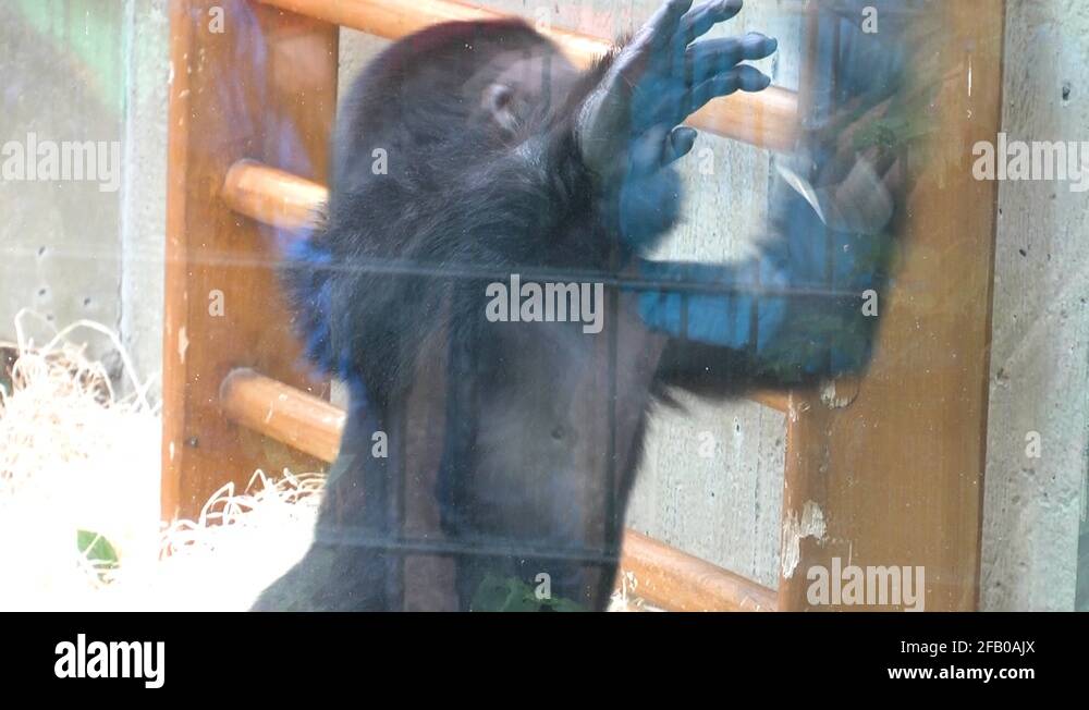 Gorillas playing zoo Stock Videos & Footage - HD and 4K Video Clips - Alamy
