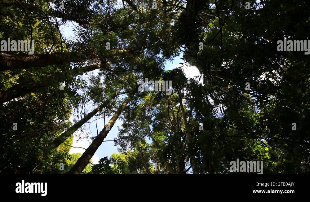 Kauri forest Stock Videos & Footage - HD and 4K Video Clips - Alamy