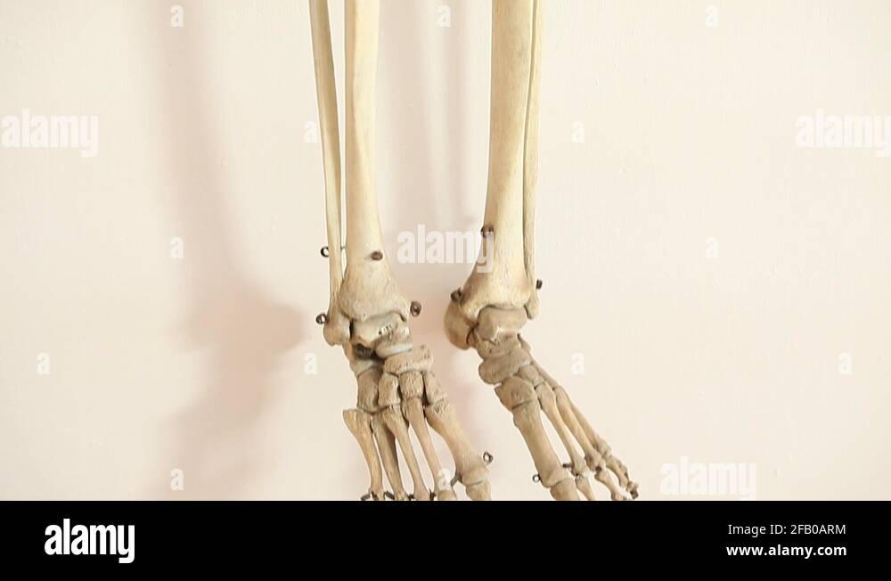 Lab skeleton Stock Videos & Footage - HD and 4K Video Clips - Alamy