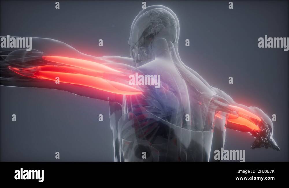 triceps - Visible muscle anatomy map Stock Video Footage - Alamy