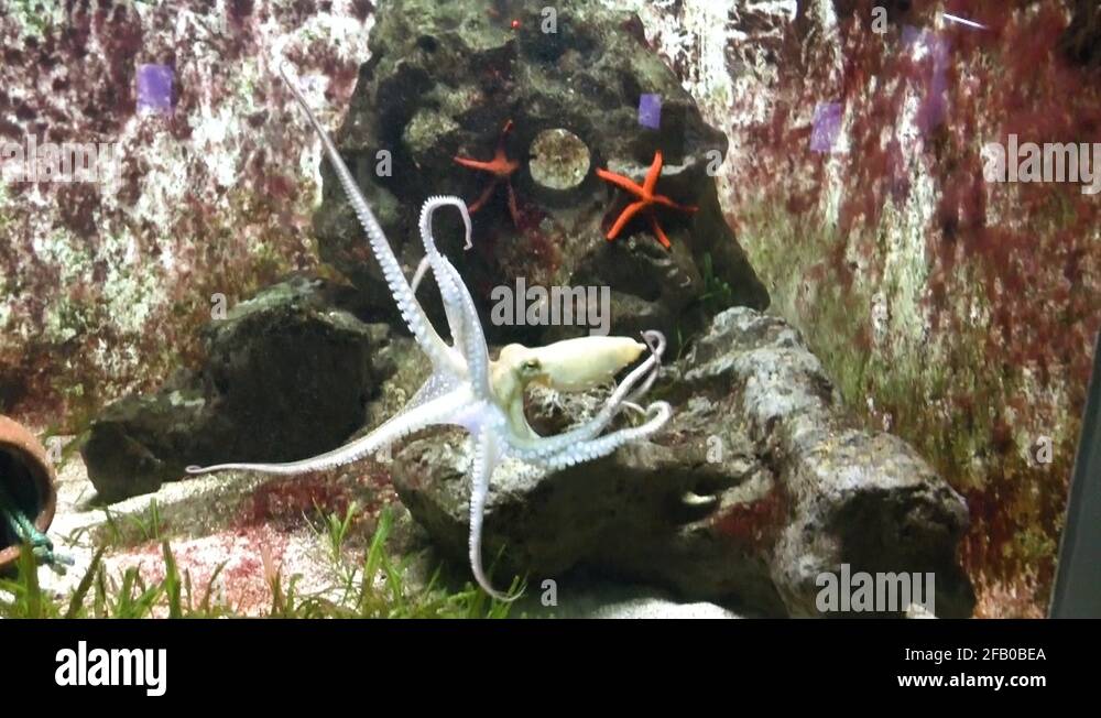 Zoo stuttgart Stock Videos & Footage - HD and 4K Video Clips - Alamy