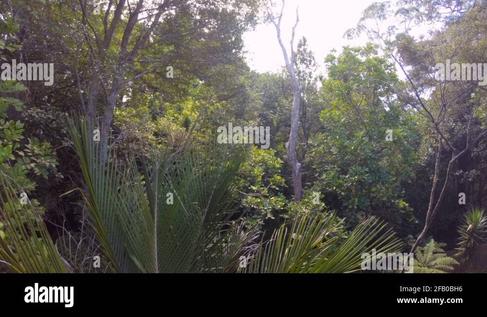 Native bush native bush Stock Videos & Footage - HD and 4K Video Clips ...