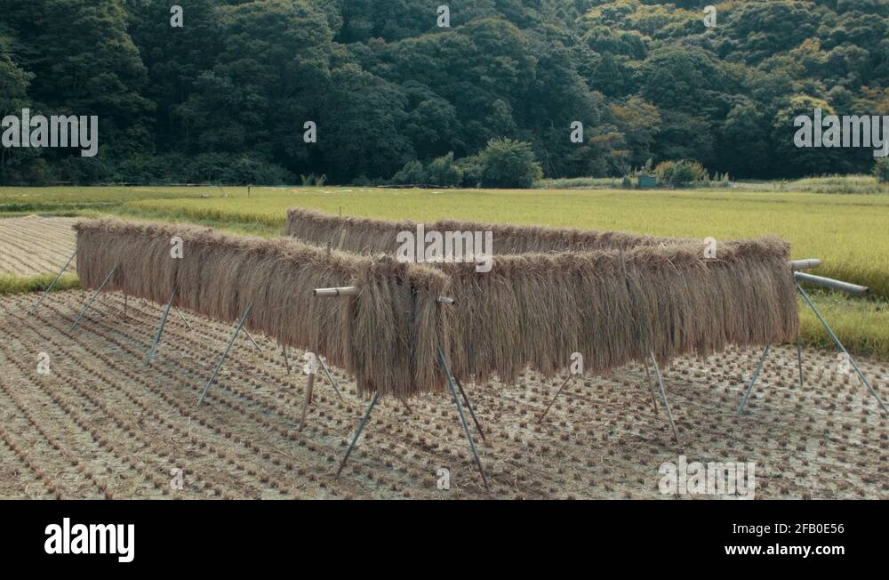 Straw structure in dry Stock Videos & Footage - HD and 4K Video Clips ...