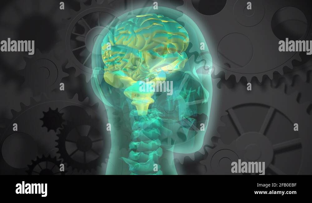 Translucent brain head Stock Videos & Footage - HD and 4K Video Clips ...