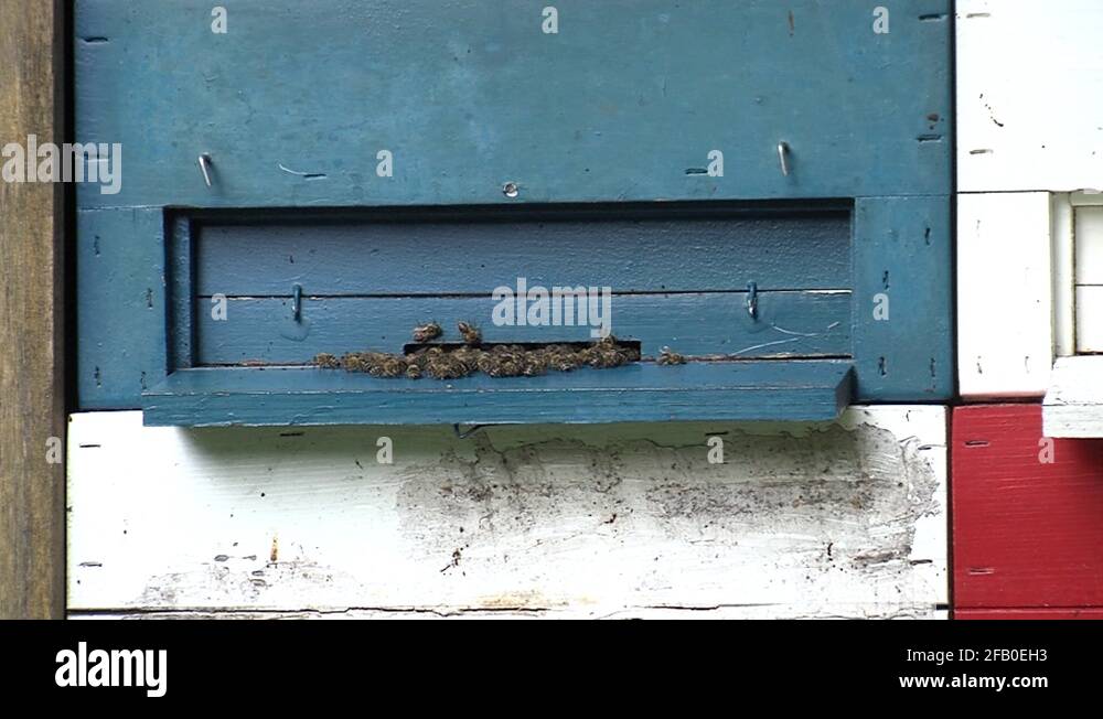 Right pan of apiary, revealing different colours of bee house with bee ...