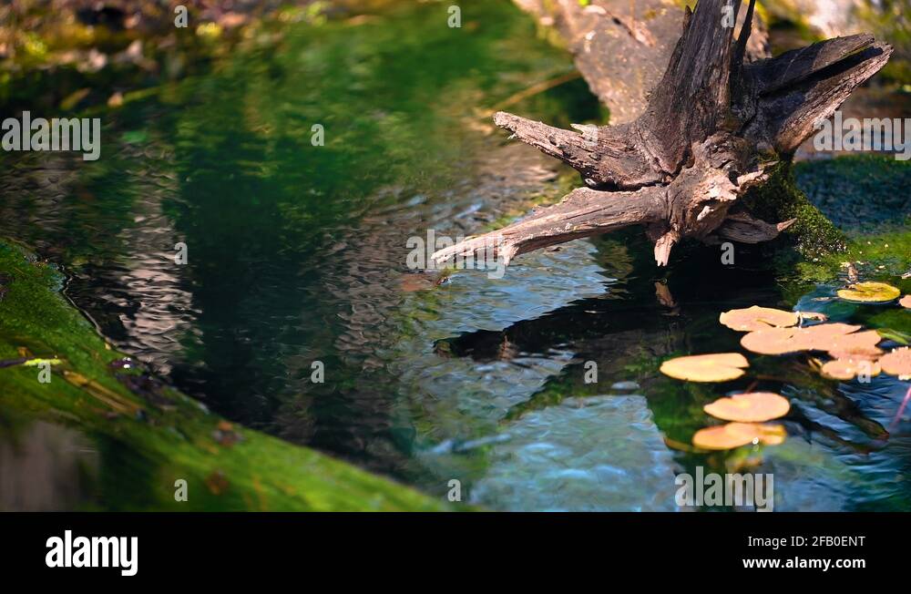 Lotus branch Stock Videos & Footage - HD and 4K Video Clips - Alamy