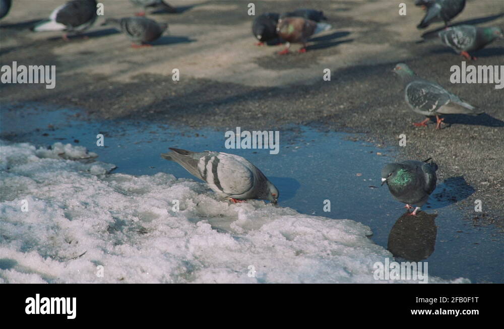 Animal drinking puddle Stock Videos & Footage - HD and 4K Video Clips ...