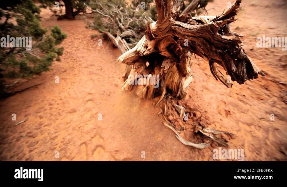 Tree Damage in a Drought Environment Stock Video Footage - Alamy